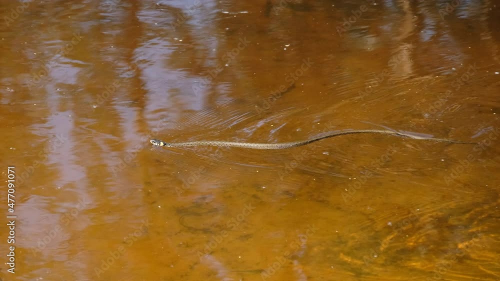 Snake Swims in the River through Swamp Thickets and Algae, Close-up ...