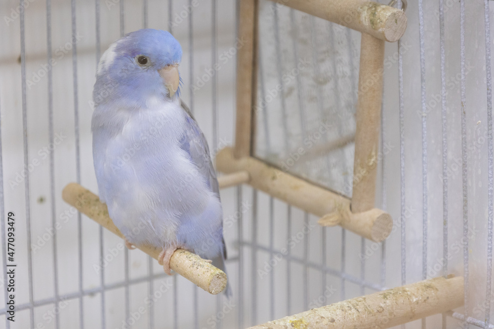 Selective focus of little tiny forpus parrotlet. Forpus is the smallest ...