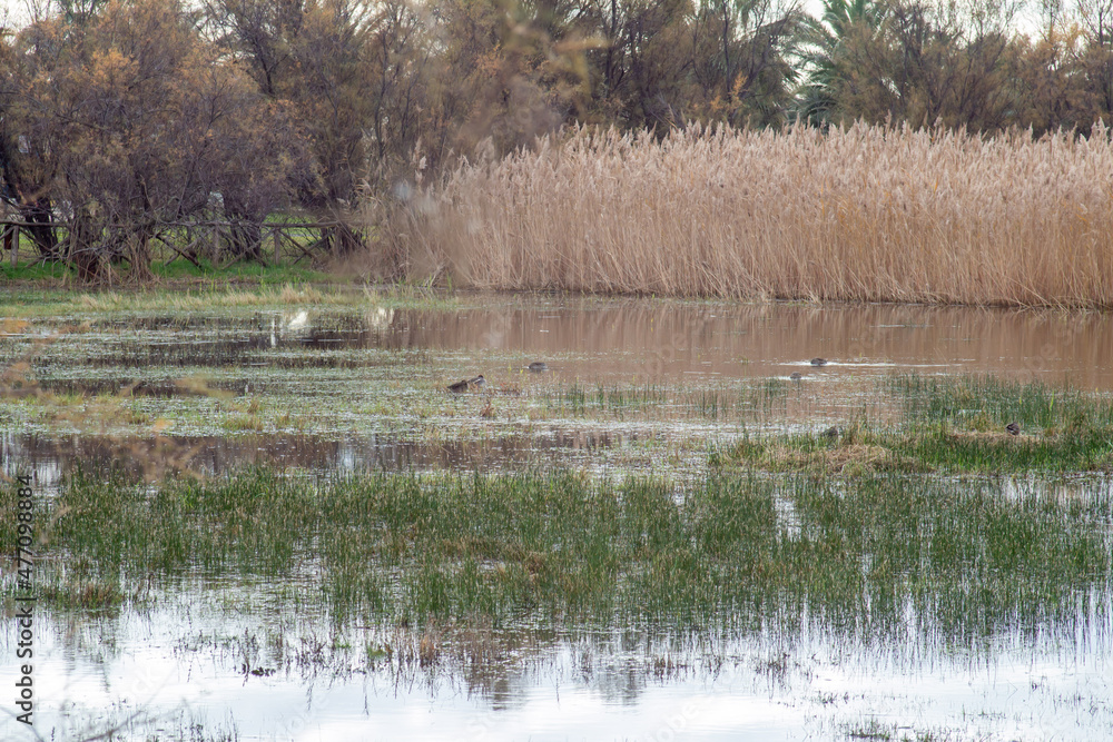 Pond of the Mignattaio.It is small pond in the oasis of the swamp of ...