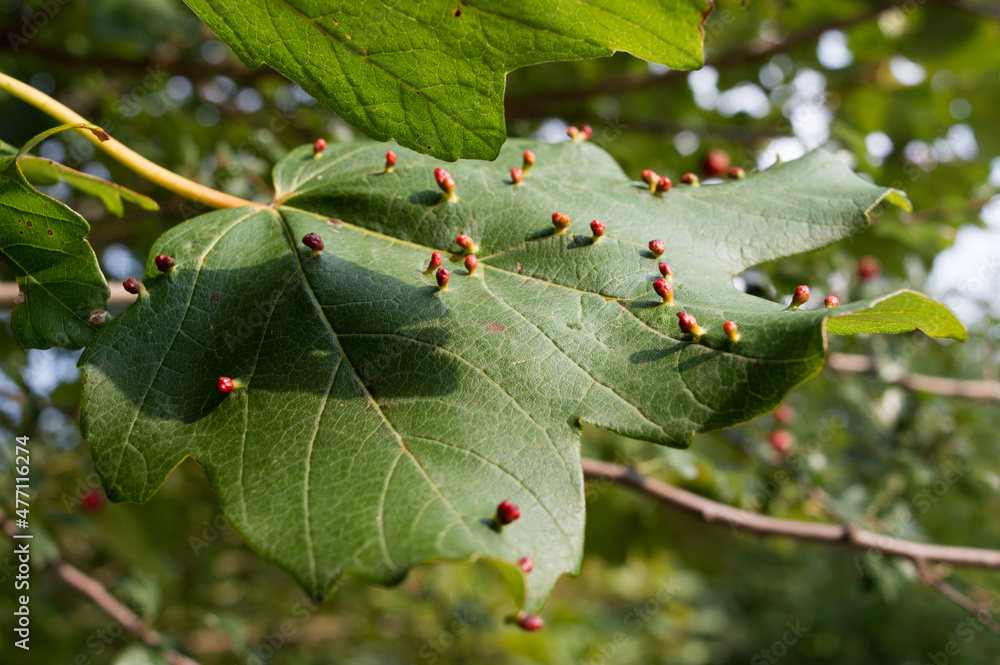 Maple tree infestation by the gall mites causing red bumps on leaves ...