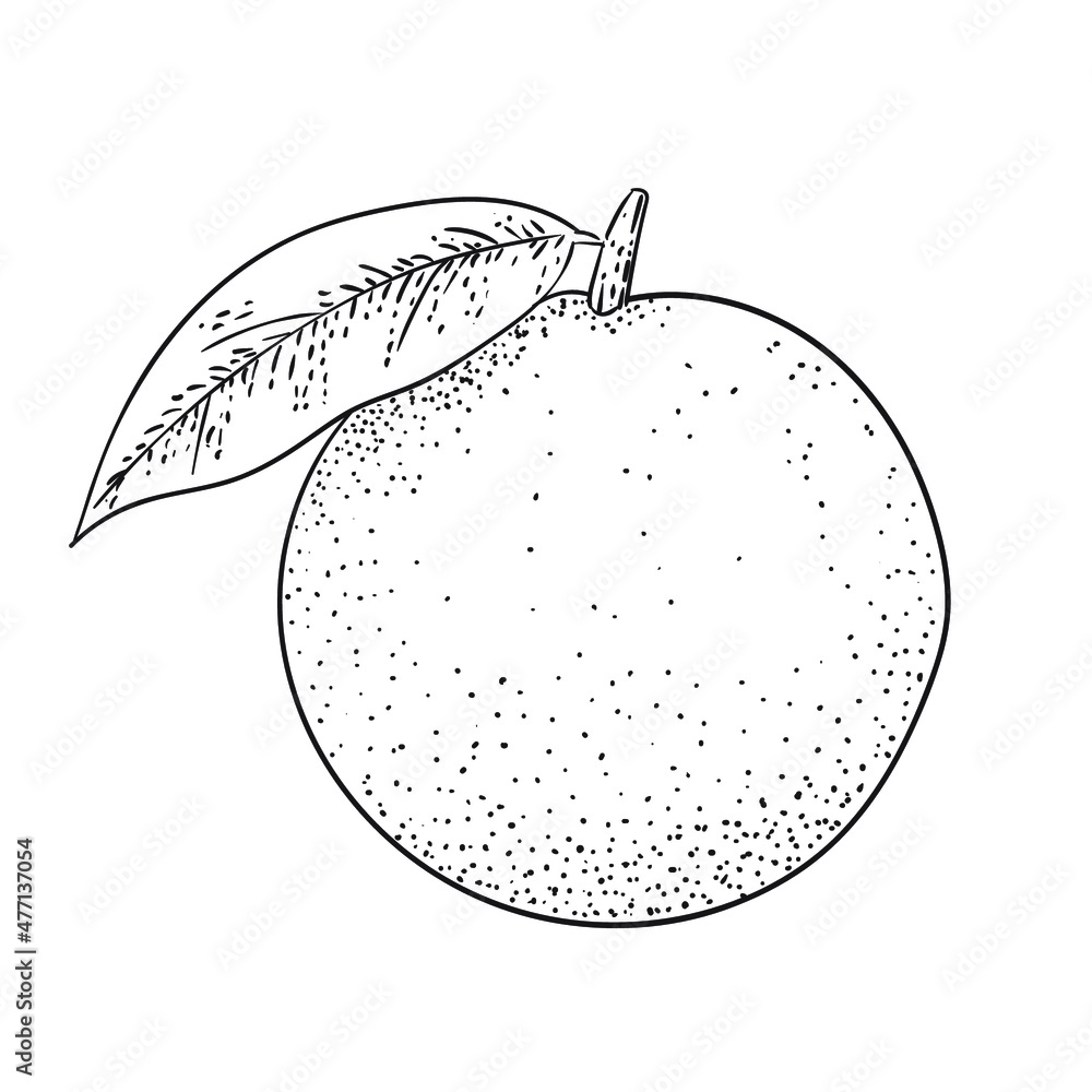 simple engraving orange hand draw vector illustration Stock Vector ...