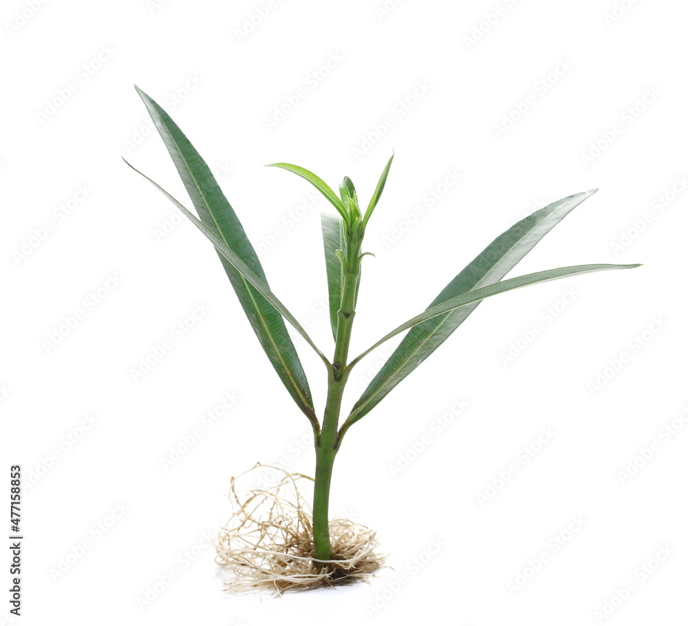 Oleander (Nerium oleander), leaves, stem and root isolated on white ...