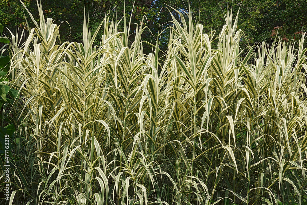Striped Giant Reed Arundo Donax Variegata Called Variegated Giant striped-giant-reed-arundo-donax-variegata-called-variegated-giant