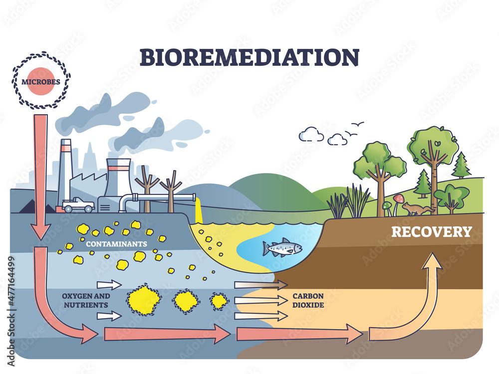 Bioremediation and contaminated soil or water recovery with adding ...