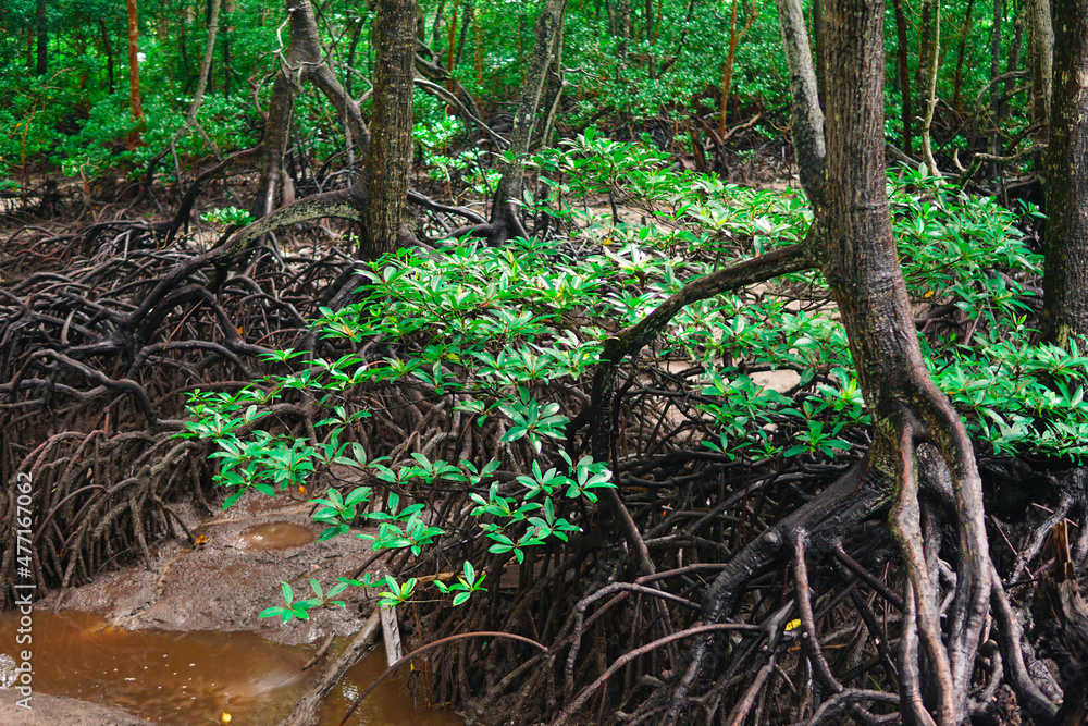 Mangrove trees in mangrove forests with twig roots grow in water during ...