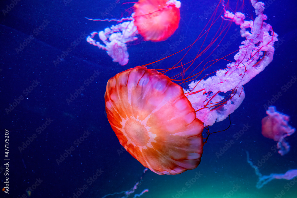 Arctic Red Jellyfish