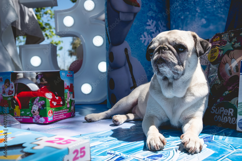 White pug dog with birthday celebration decoration of Disney Frozen ...