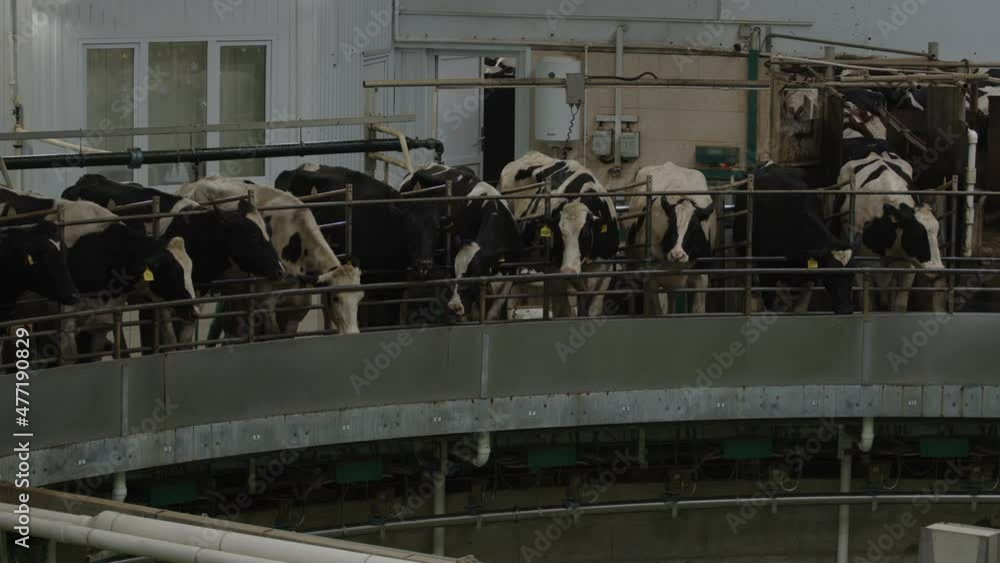 Milking cows on the carousel - automatic industrial milking rotary ...