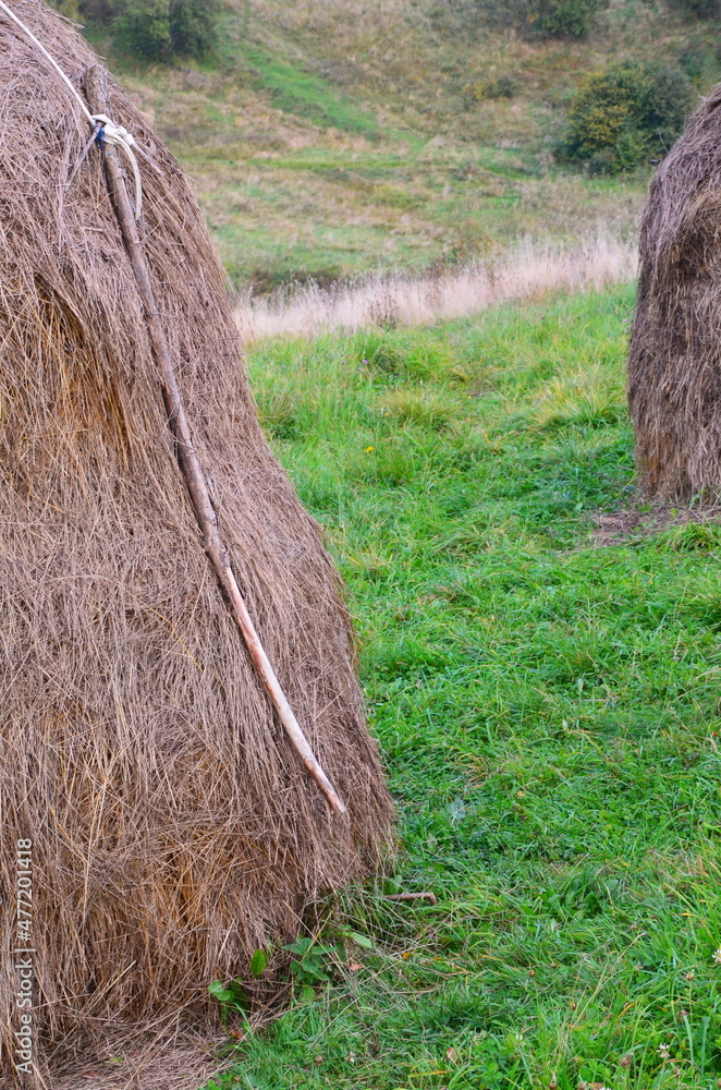 Two haystacks stand in the meadow, on the green grass. Dry mown grass ...
