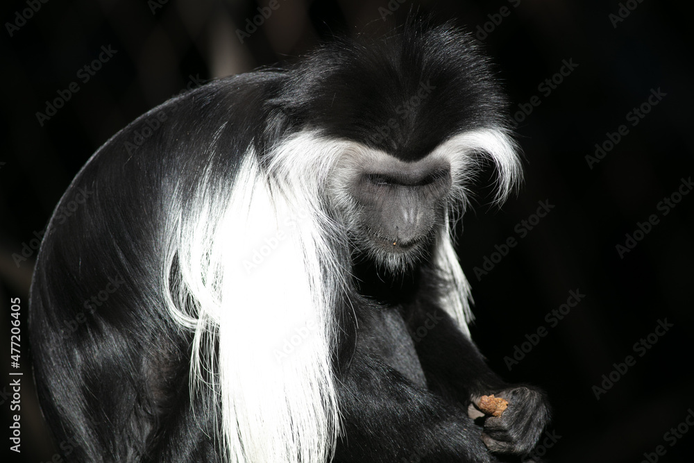 An Endangered Tamarin Monkey in Its Habitat at the San Diego Zoo as ...