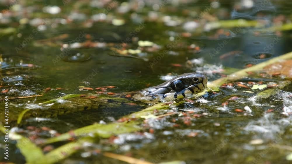 Portrait of Snake in Swamp Thickets and Algae, Close-up. Big Head of ...