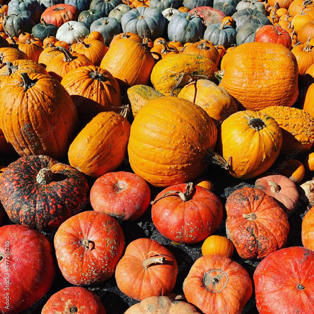 pile of pumpkins Stock Photo | Adobe Stock