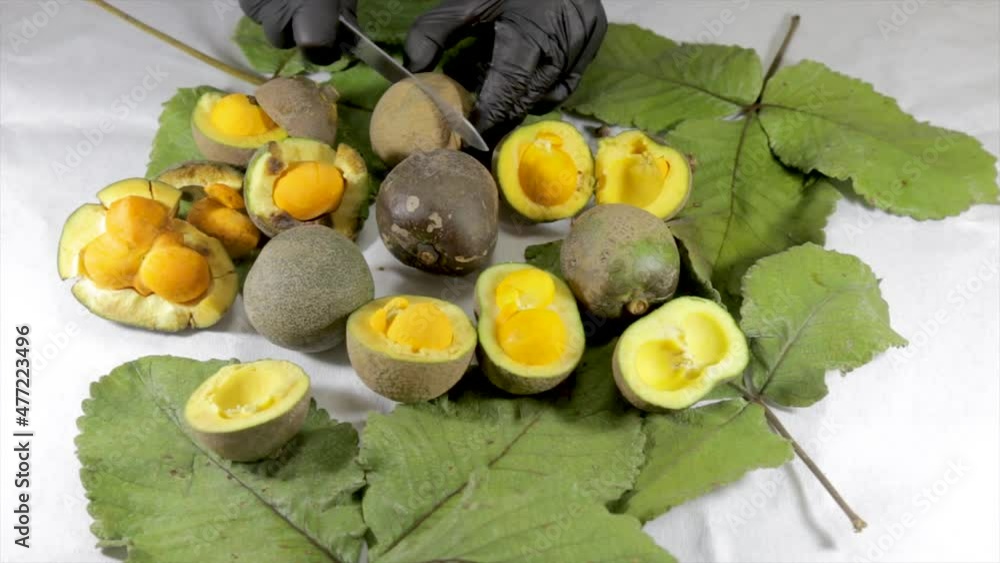 Opening ripe pequi fruit (Caryocar brasiliense) with a knife over the ...