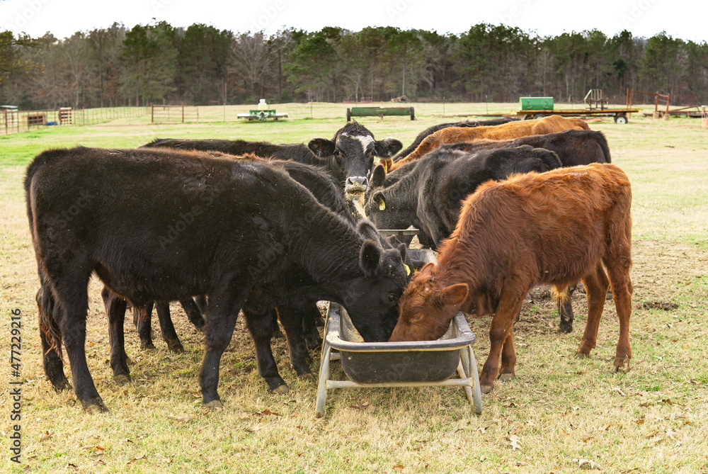 Cows eating grain from a trough in a field during autumn Stock Photo ...
