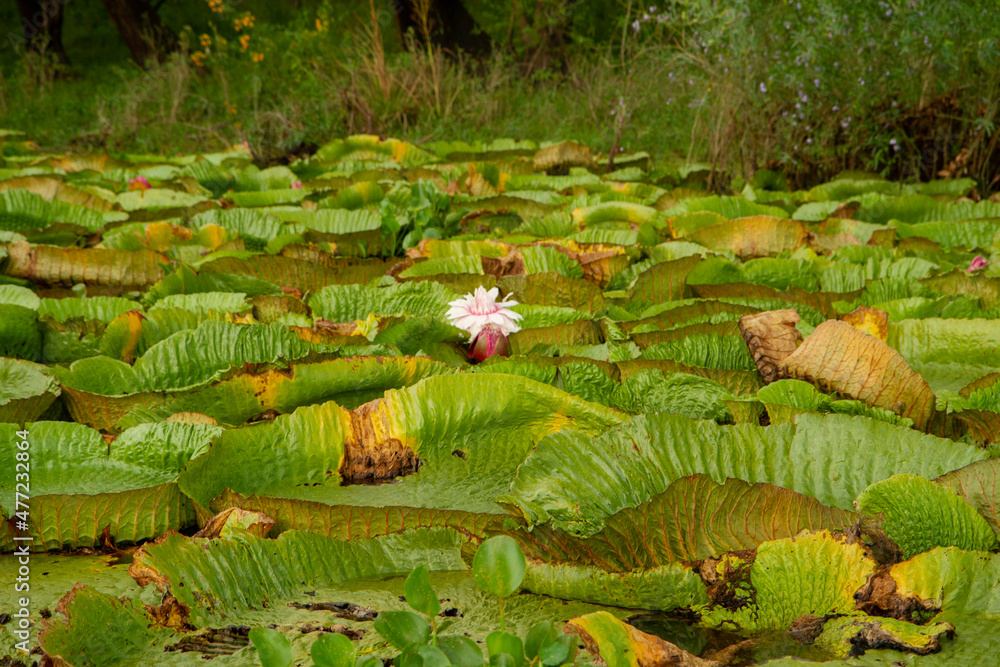 Foto de Exotic South American aquatic plants. View of Victoria cruziana ...