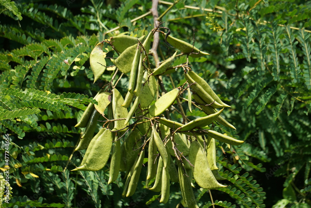 Biancaea sappan (Caesalpinia sappan L., sappanwood, secang, sepang ...