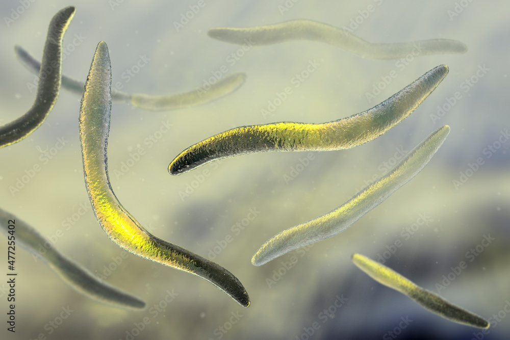 Fusobacterium, 3D illustration. An oral bacterium that causes ...