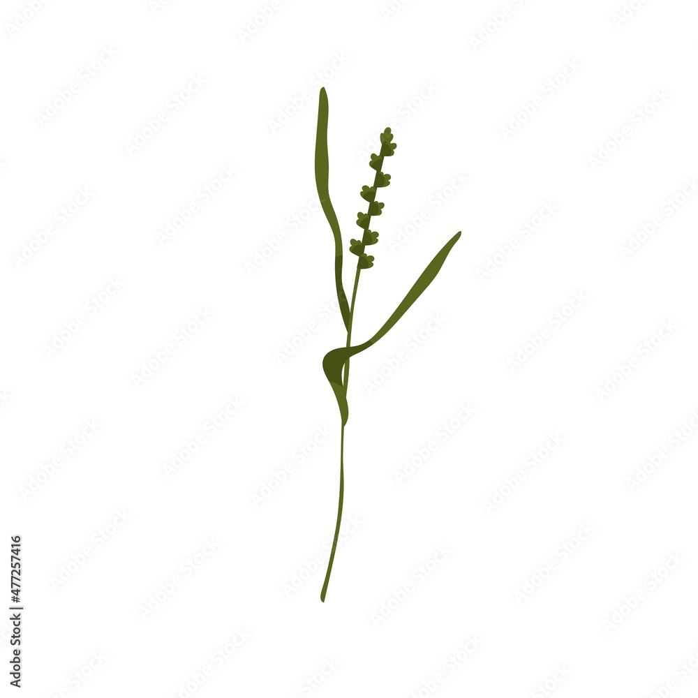 False oat-grass. Tall ornamental plant on thin stem with leaf ...