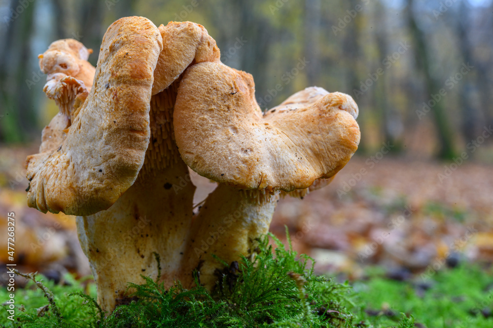 Hydnum ellipsosporum (Hydne à spores elliptiques, Hydnum rufescens ...