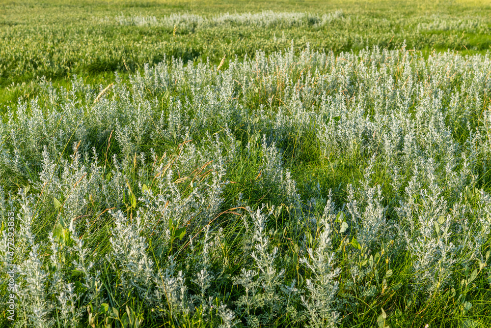 Armoise maritime (Artemisia maritima) ou absinthe de mer Stock Photo ...