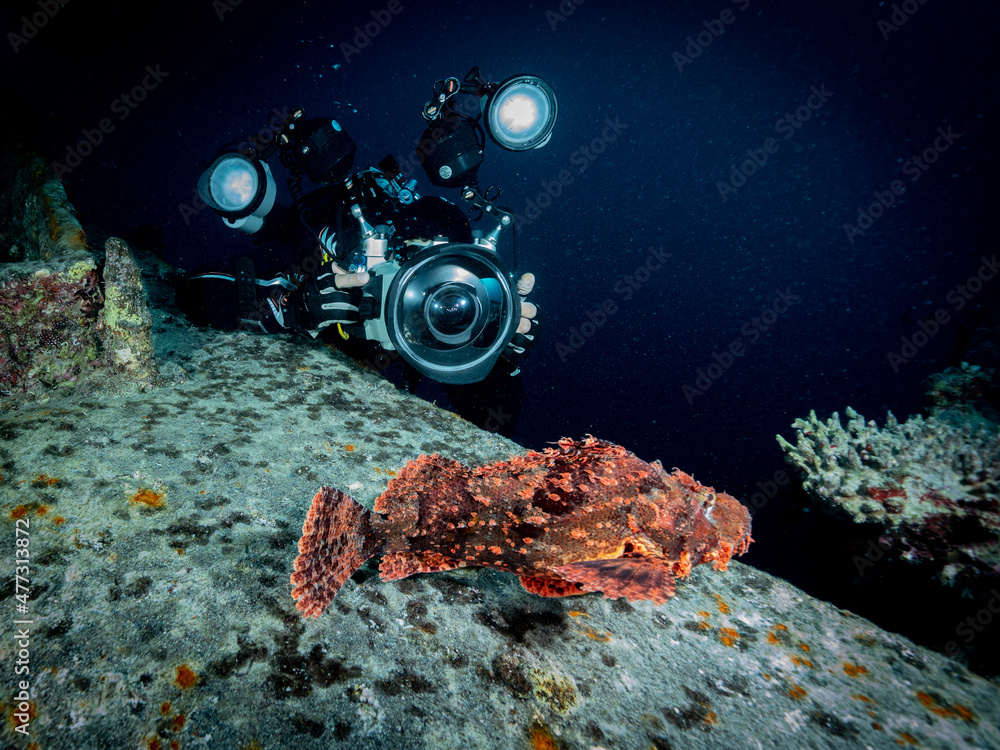 Underwater photographer taking a picture of a giant scorpion on the ...