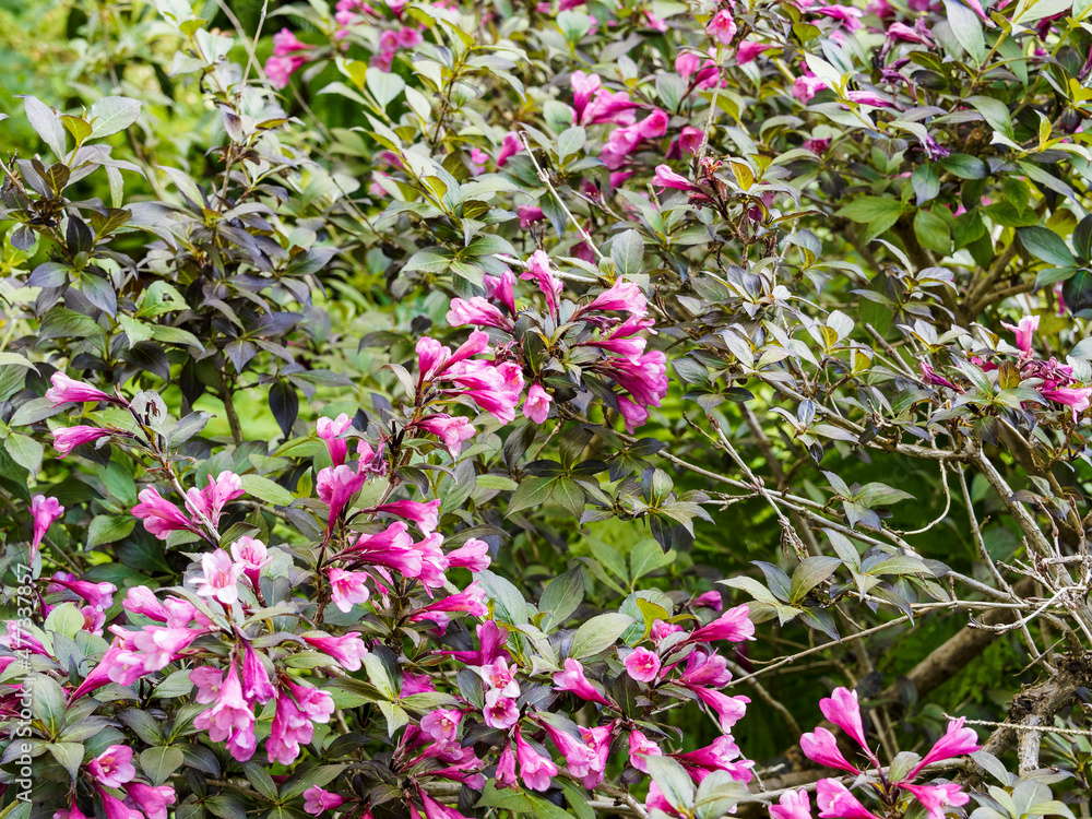 (Weigela Florida nana Purpurea) Weigelia ou Weigela pourpre nain aux ...