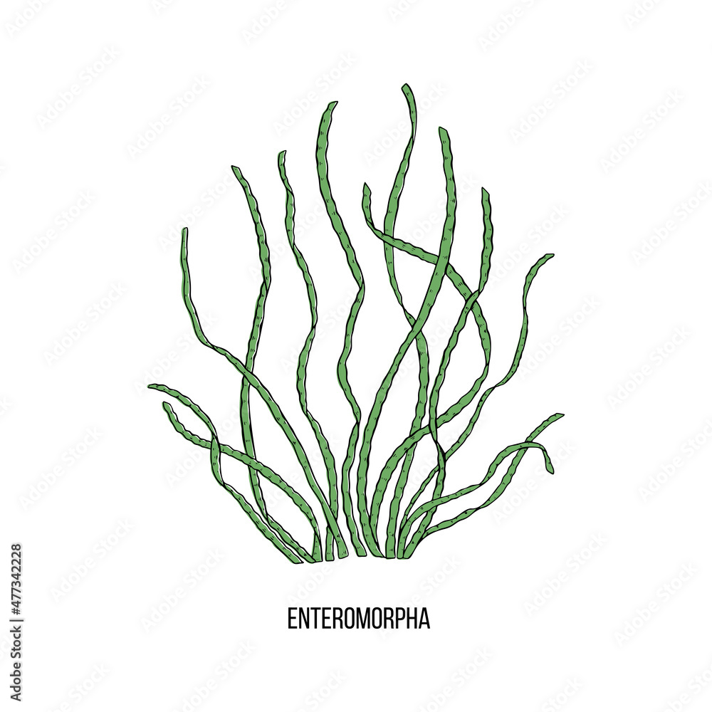 Hand drawn enteromorpha algae black set on white background. Vector ...