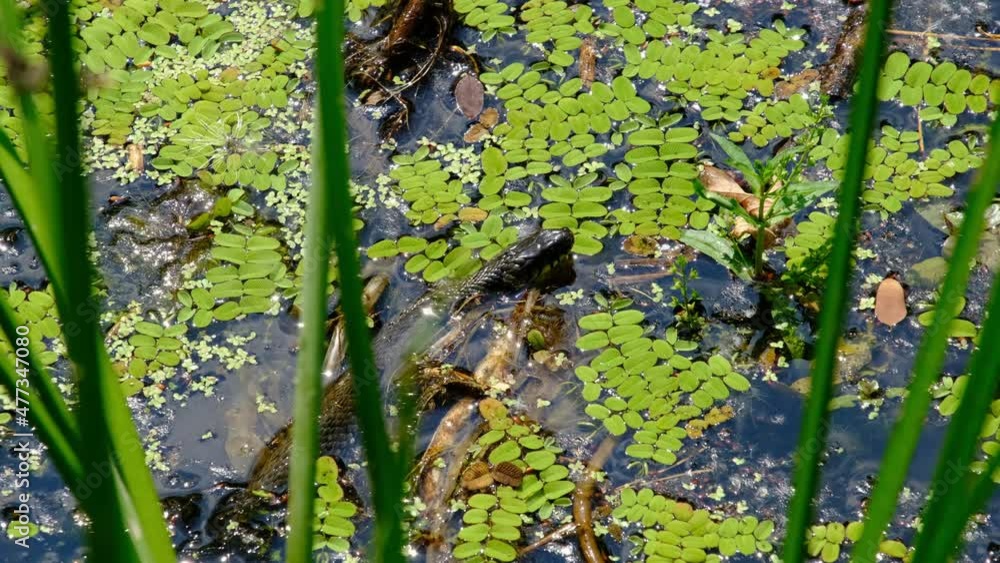 Snake in Swamp Thickets and Water Algae, Close-up. Big thick viper in ...