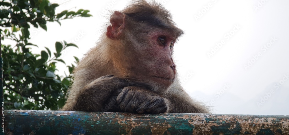 Asian monkey of India sitting on the edge of a cliff with a curious ...