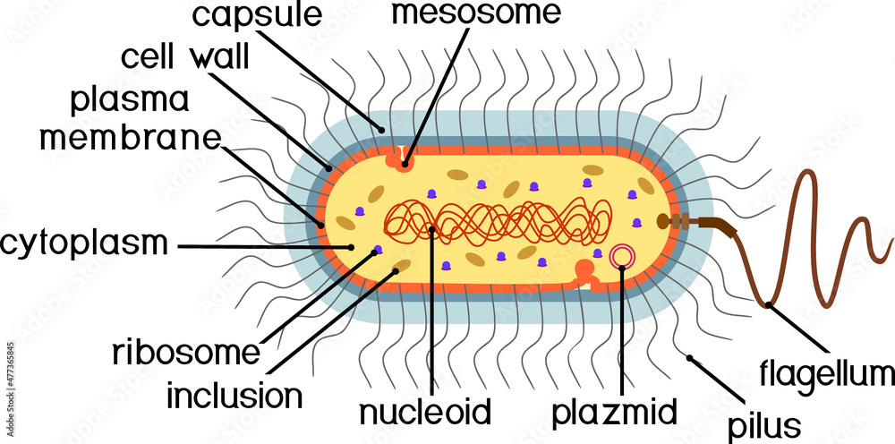 Bacterial cell structure. Prokaryotic cell with nucleoid, flagellum ... Bacterial cell structure. Prokaryotic cell with nucleoid, flagellum ...