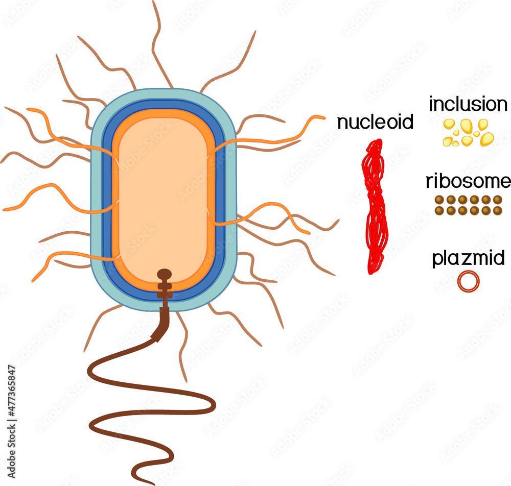 Educational game: assembling bacterial cell from ready-made components ...