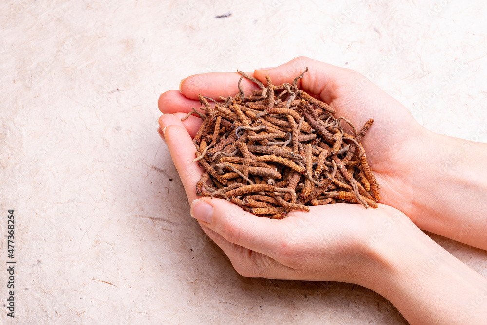 Yarsagumba (Cordyceps sinensis / Ophiocordyceps sinensis) Stock Photo ...