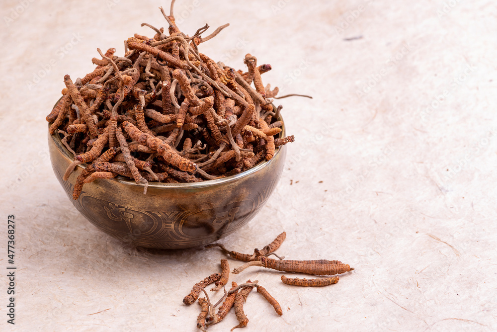 Yarsagumba (Cordyceps sinensis / Ophiocordyceps sinensis) Stock Photo ...