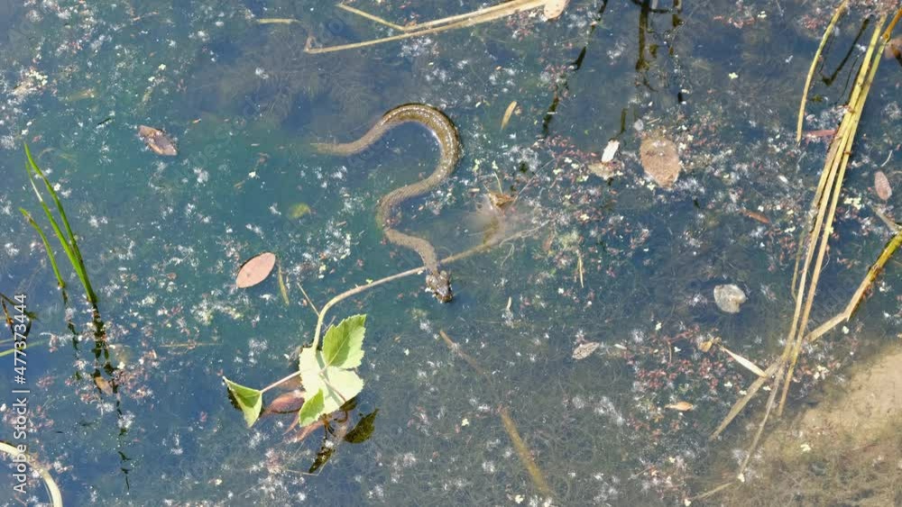 Snake in Swamp Thickets and Water Algae, Close-up. Big thick viper in ...