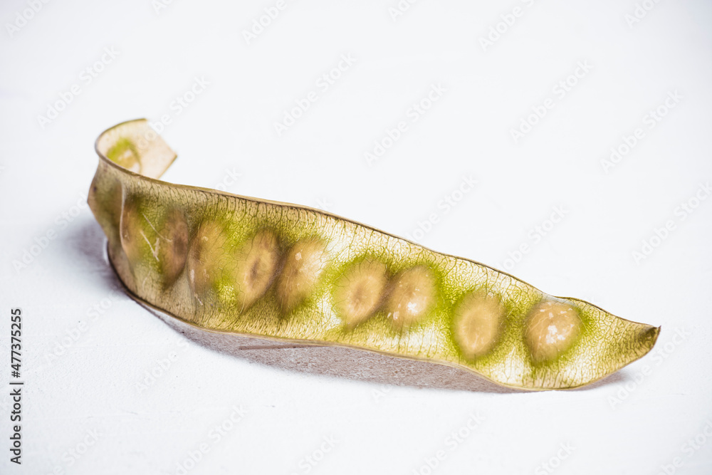 Guaje alimento natural nutritivo para humanos y animales que se ...