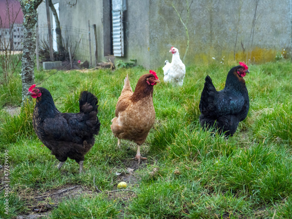 Foto de French Breeds of chickens : Estaires, Gâtinaises and Noire de ...