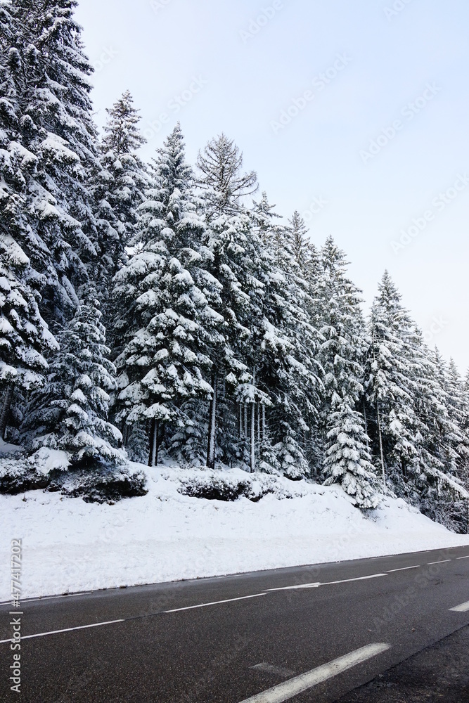 Les vosges, a beautiful french forest in Alsace region with pine trees ...