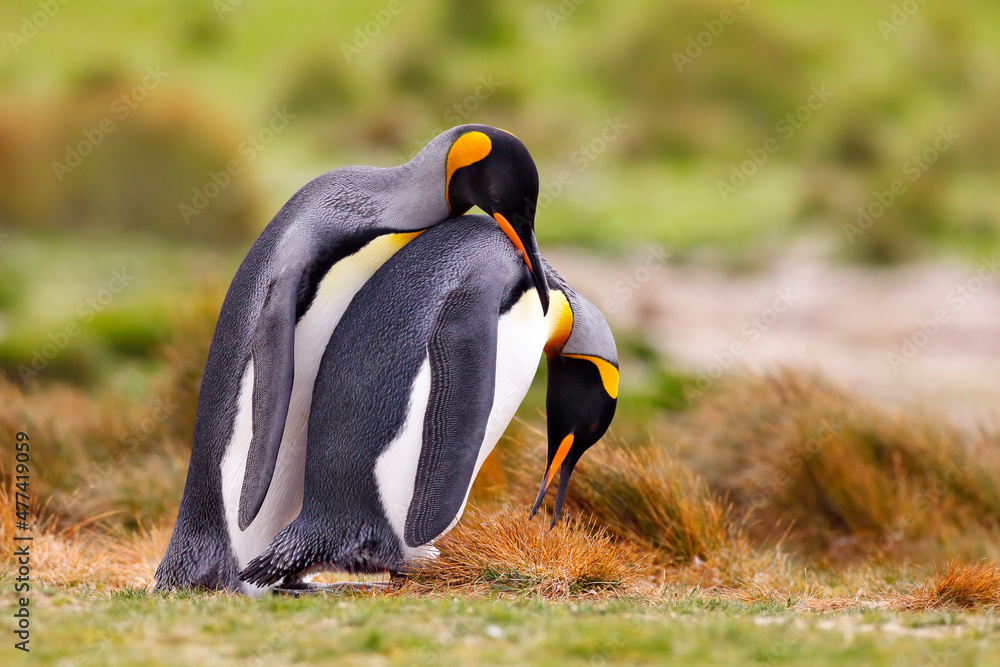 Bird love in nature. King penguin couple cuddling, wild nature. Two ...