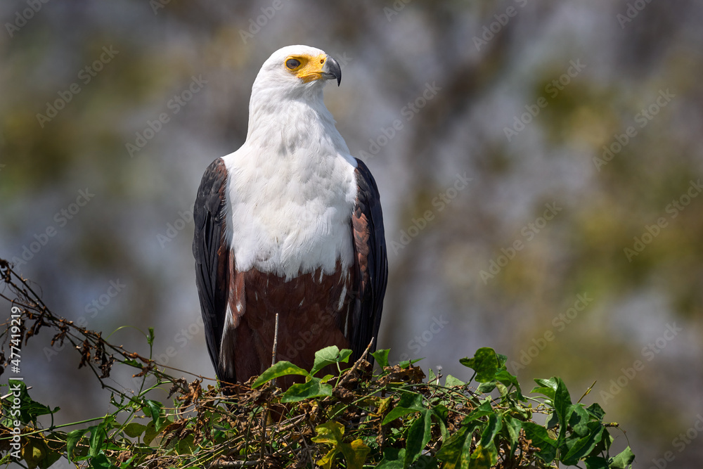 African Fish-eagle, Haliaeetus vocifer, brown bird with white head ...