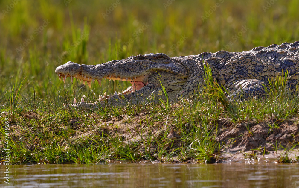 Crocodile with beautiful evening light. Nile crocodile, Crocodylus ...