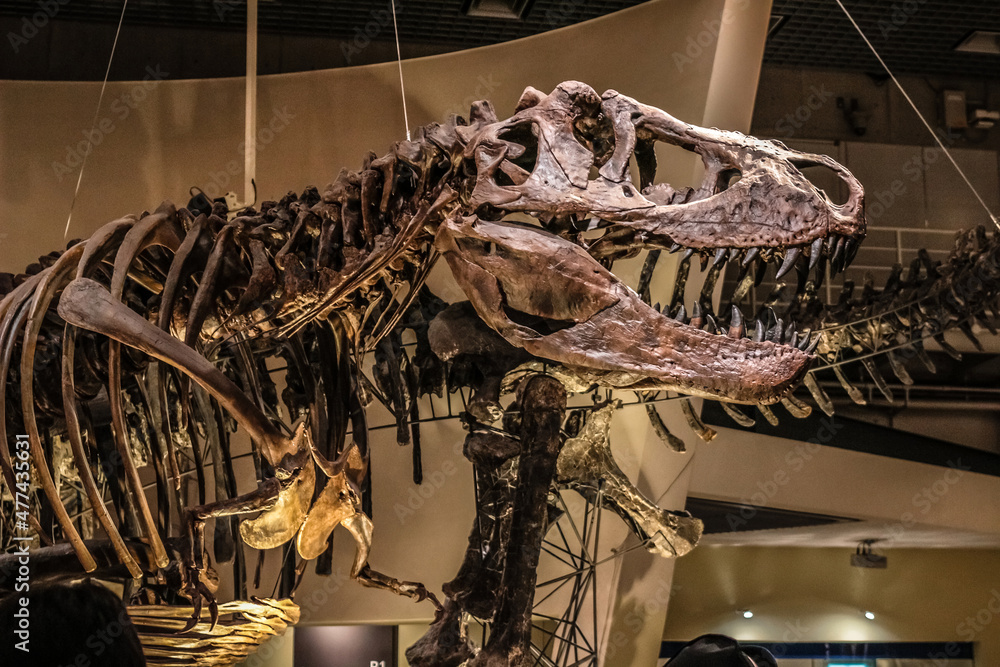 Tokyo, Japan - April 29 2017: Tyrannosaurus Rex (T rex) skeleton fossil ...