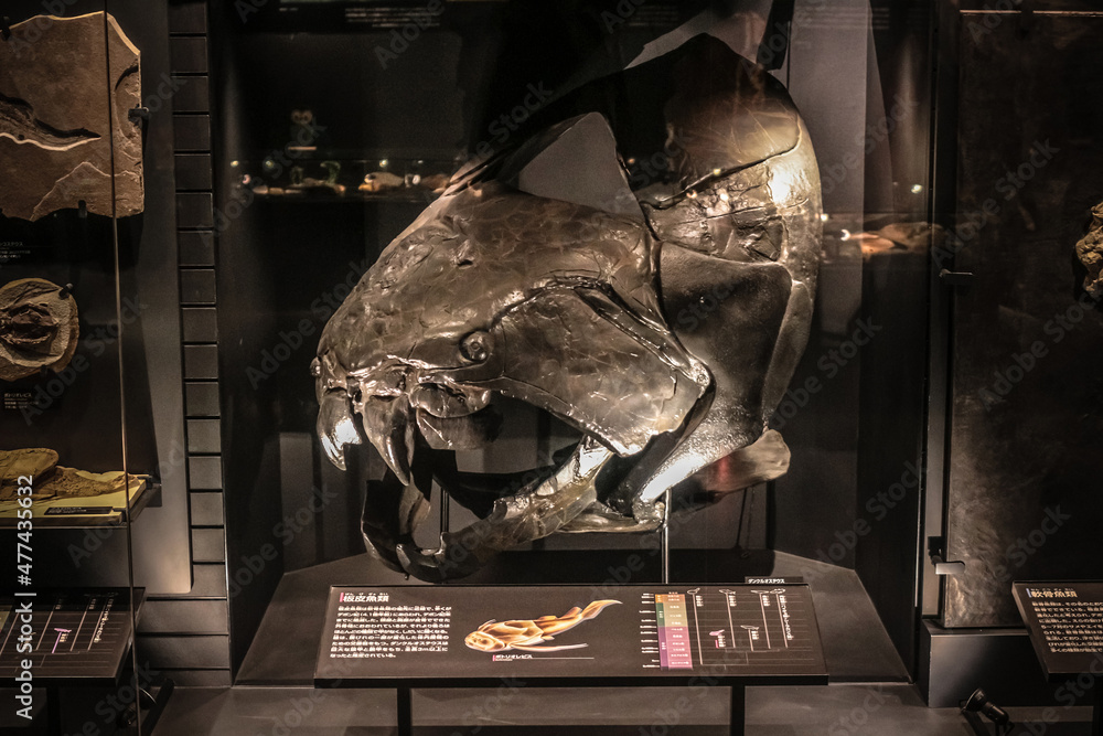 Tokyo, Japan - April 29 2017: Dunkleosteus armored head fossil at ...
