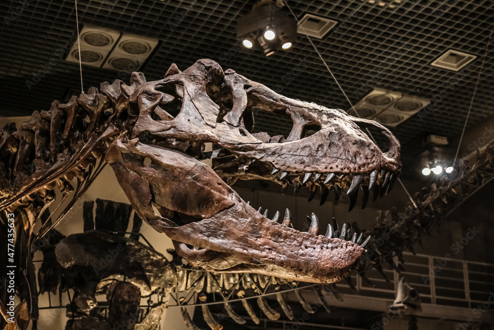 Tokyo, Japan - April 29 2017: Tyrannosaurus Rex (T rex) skeleton fossil ...