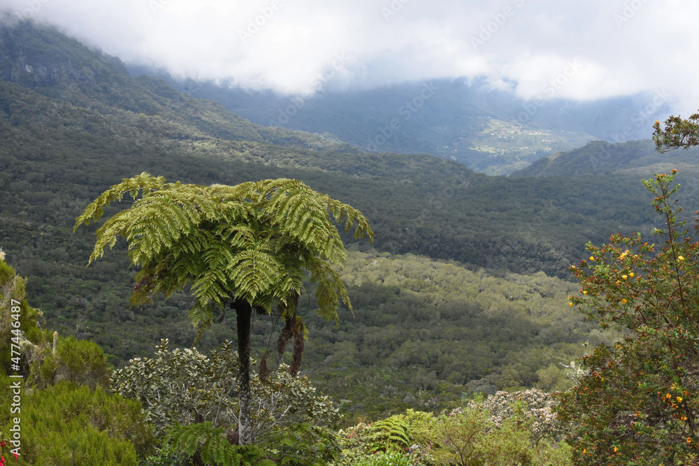 Fanjan, Fougère arborescente, cirque de Mafate, île de la Réunion ...