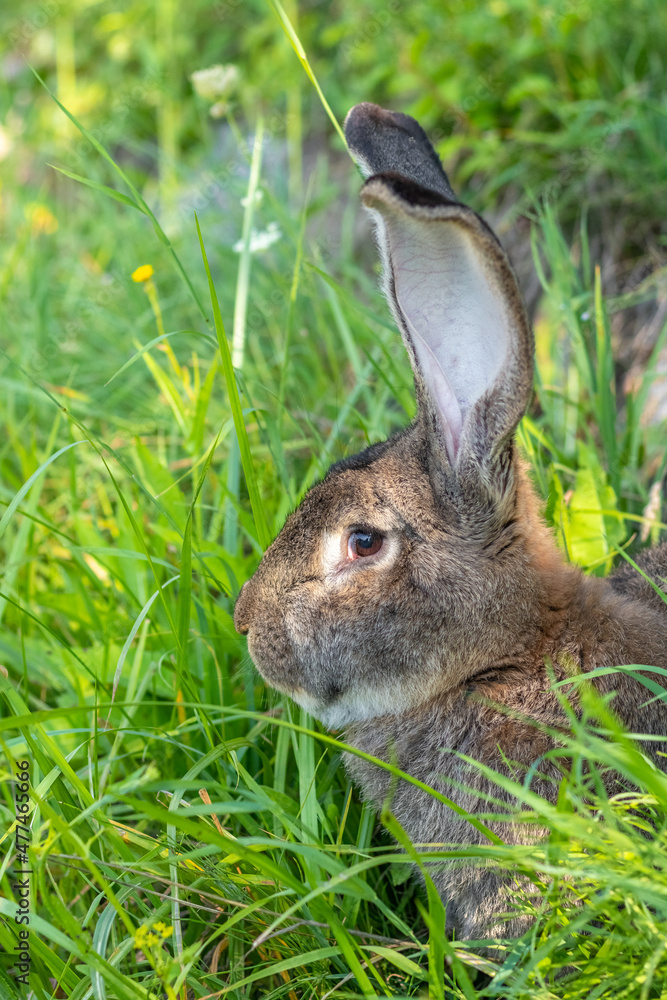 Big gray rabbit breed Vander on the green grass. Rabbit eats grass ...