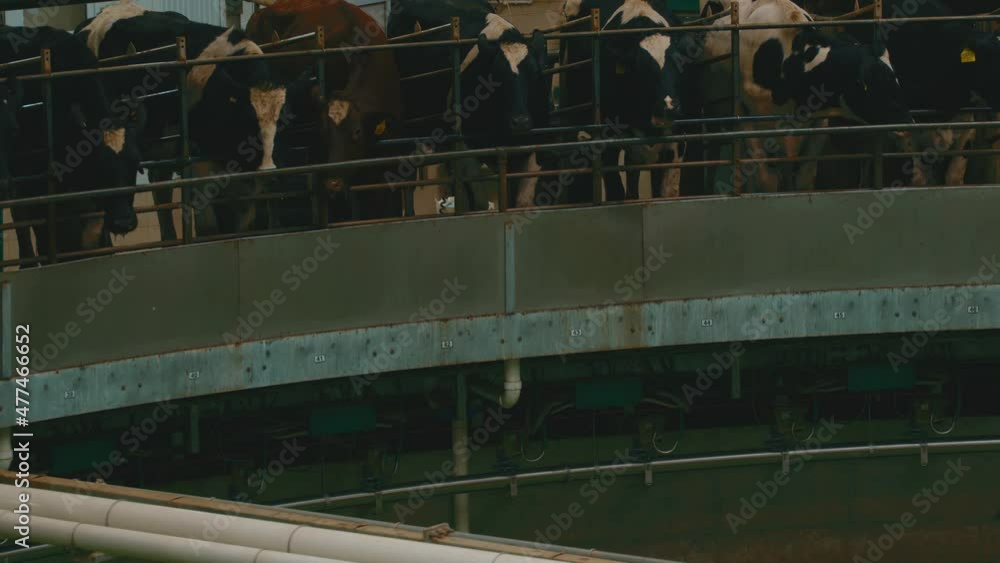 Milking cows on the carousel - automatic industrial milking rotary ...