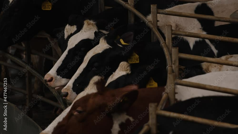 Milking cows on the carousel - automatic industrial milking rotary ...
