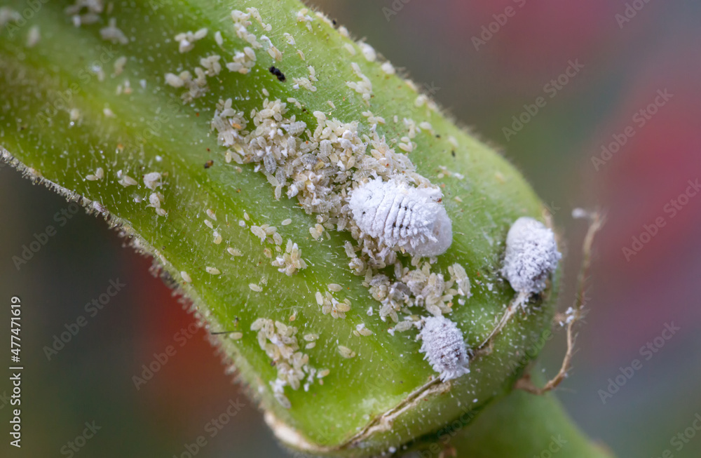 Mealybug infestation growth of plant. Macro of mealybug. Mealybugs on ...