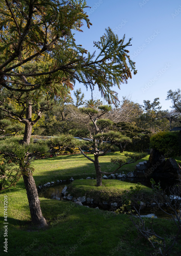 View of the Japanese garden with traditional native tree species such ...