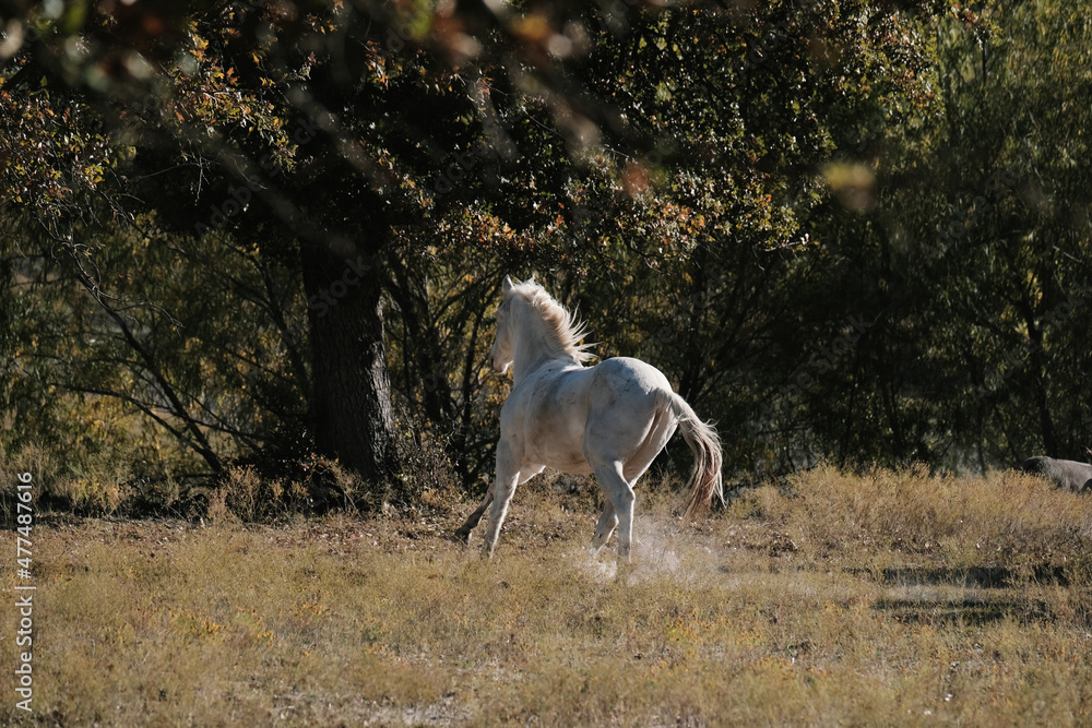 Young white horse running through north Texas landscape outdoors. Stock ...